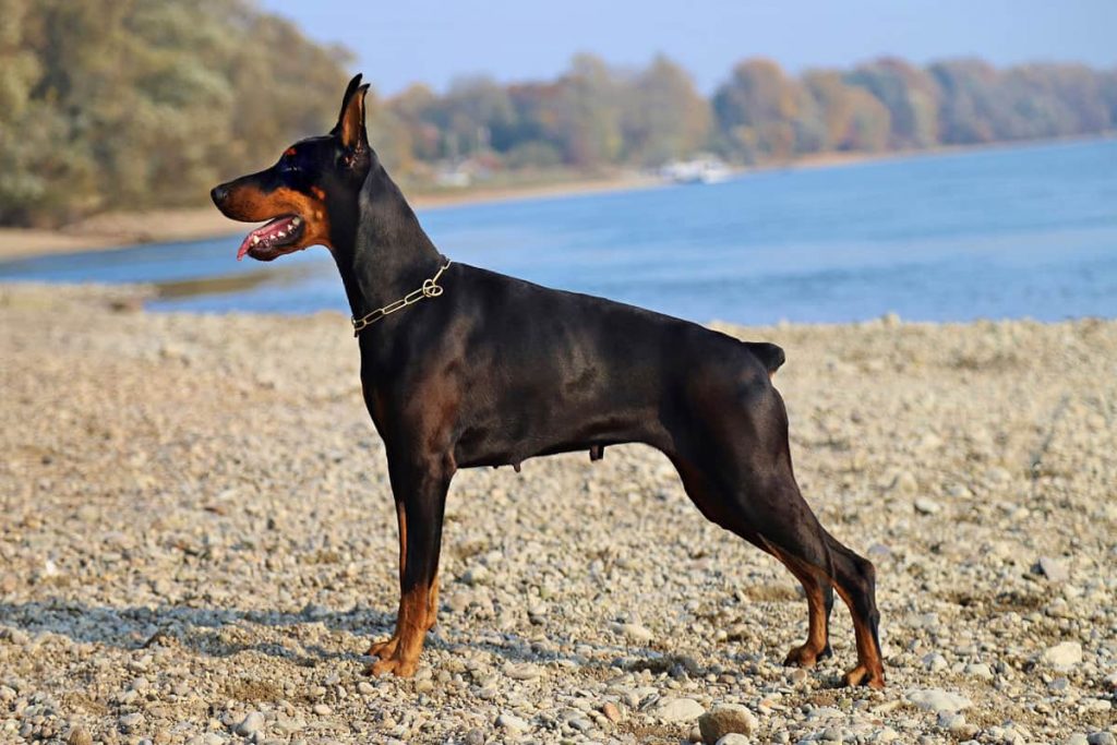 Dobermann: carattere, addestramento e alimentazione | Pet Family