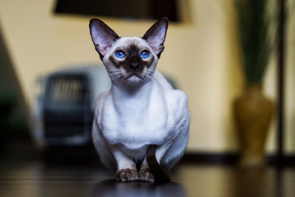 Gatto Orientale: carattere, aspetto e alimentazione | Pet Family