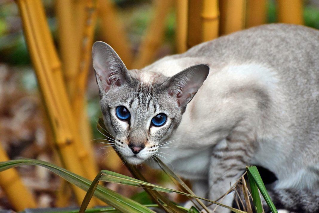 Gatto Orientale: carattere, aspetto e alimentazione | Pet Family