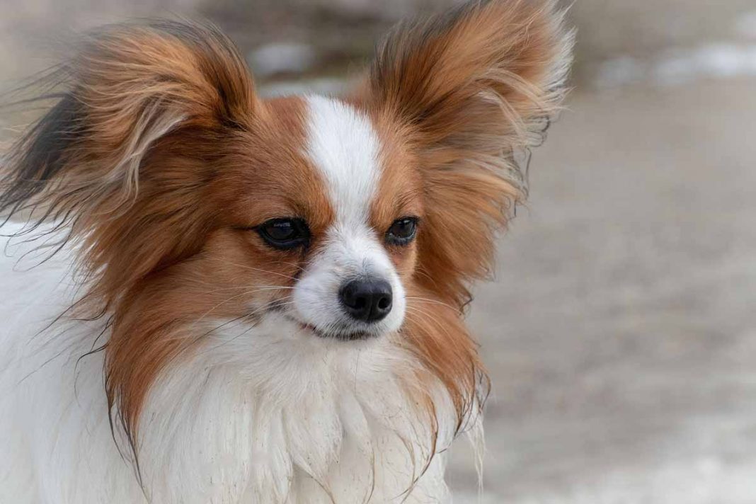 Il Papillon | Pet Family