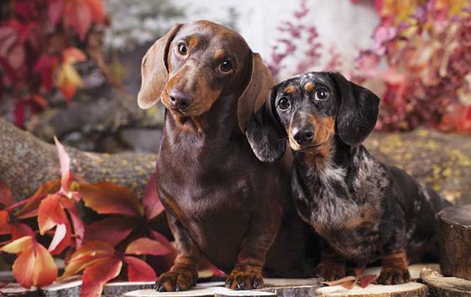 Bassotto: carattere, addestramento e alimentazione | Pet Family