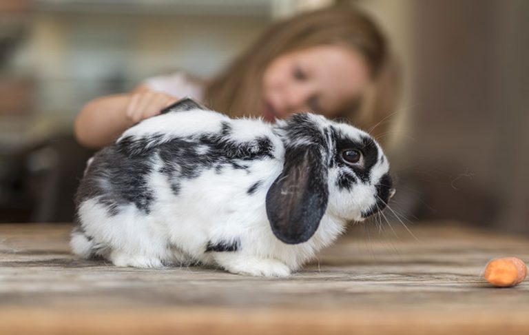 La pet therapy con il coniglio | Pet Family