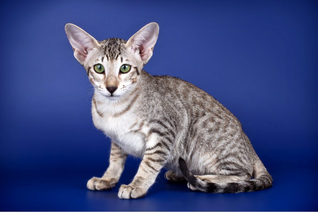 Gatto Orientale: carattere, aspetto e alimentazione | Pet Family