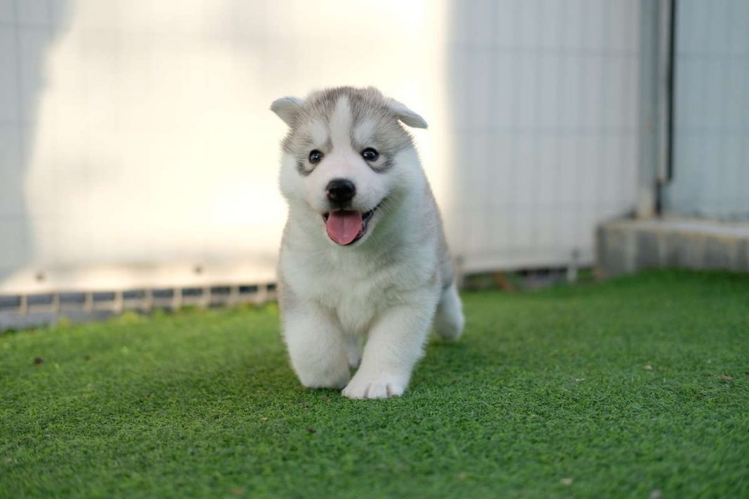 Husky: carattere, addestramento e alimentazione | Pet Family