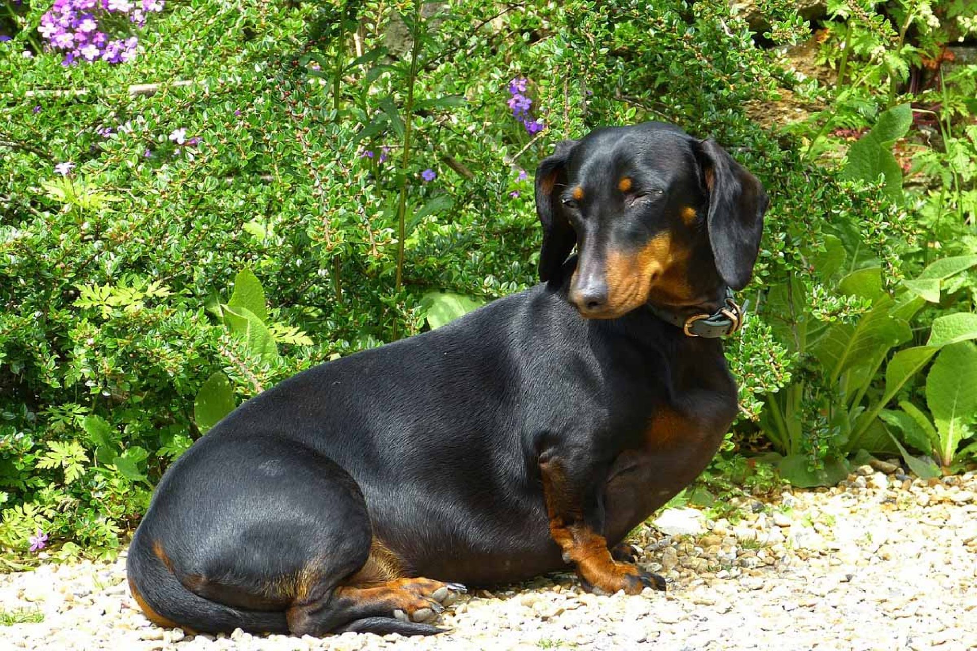 Bassotto: carattere, addestramento e alimentazione | Pet Family