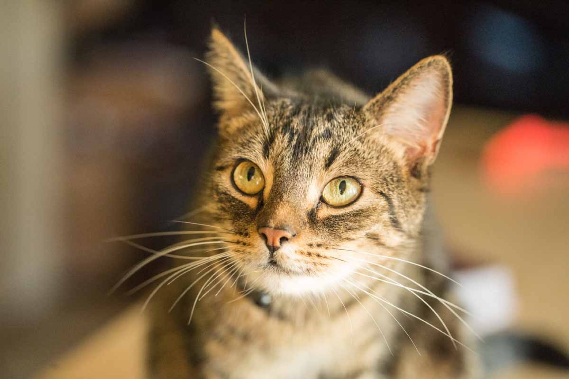 Gatto Europeo: carattere, aspetto e alimentazione | Pet Family