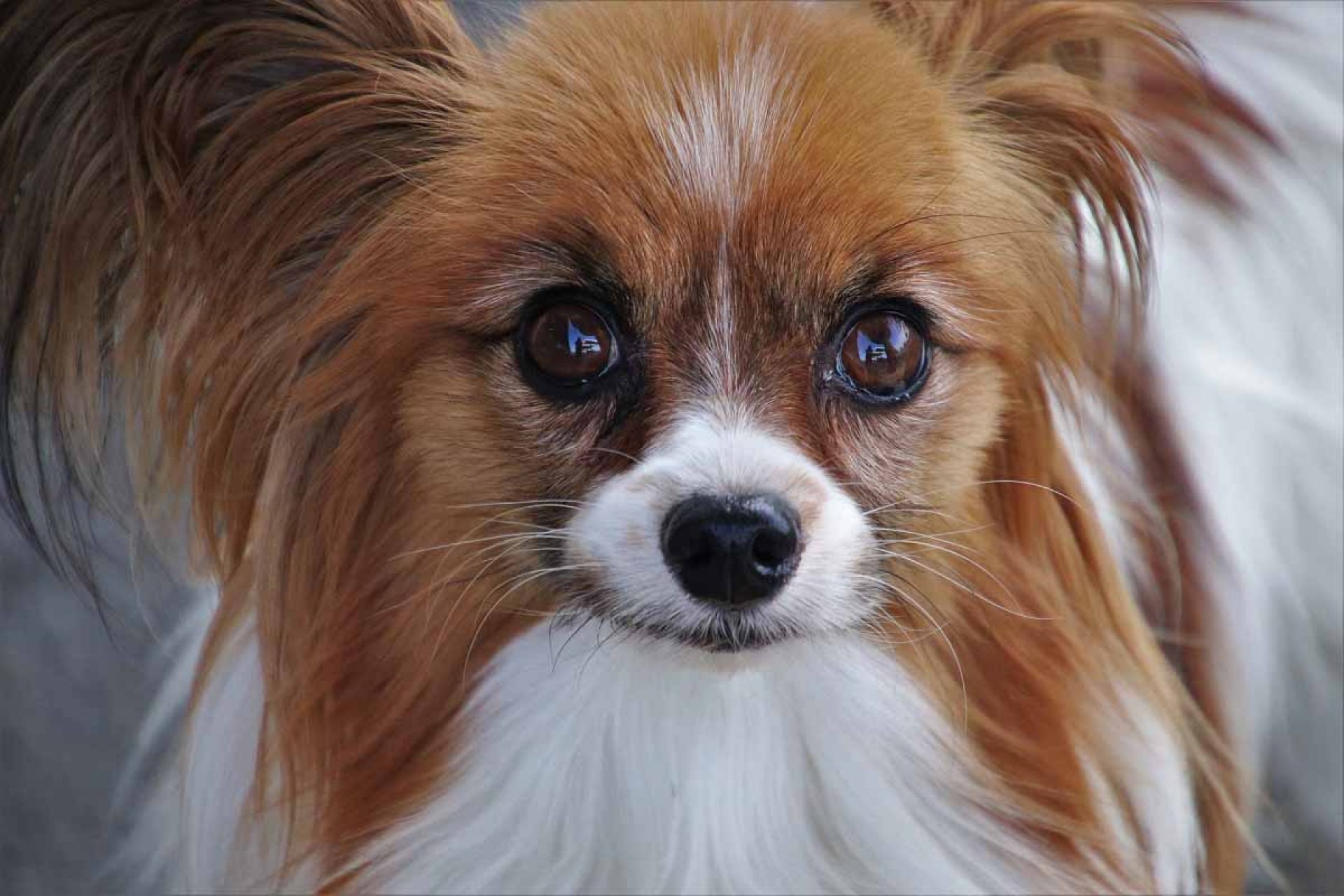 Il Papillon | Pet Family