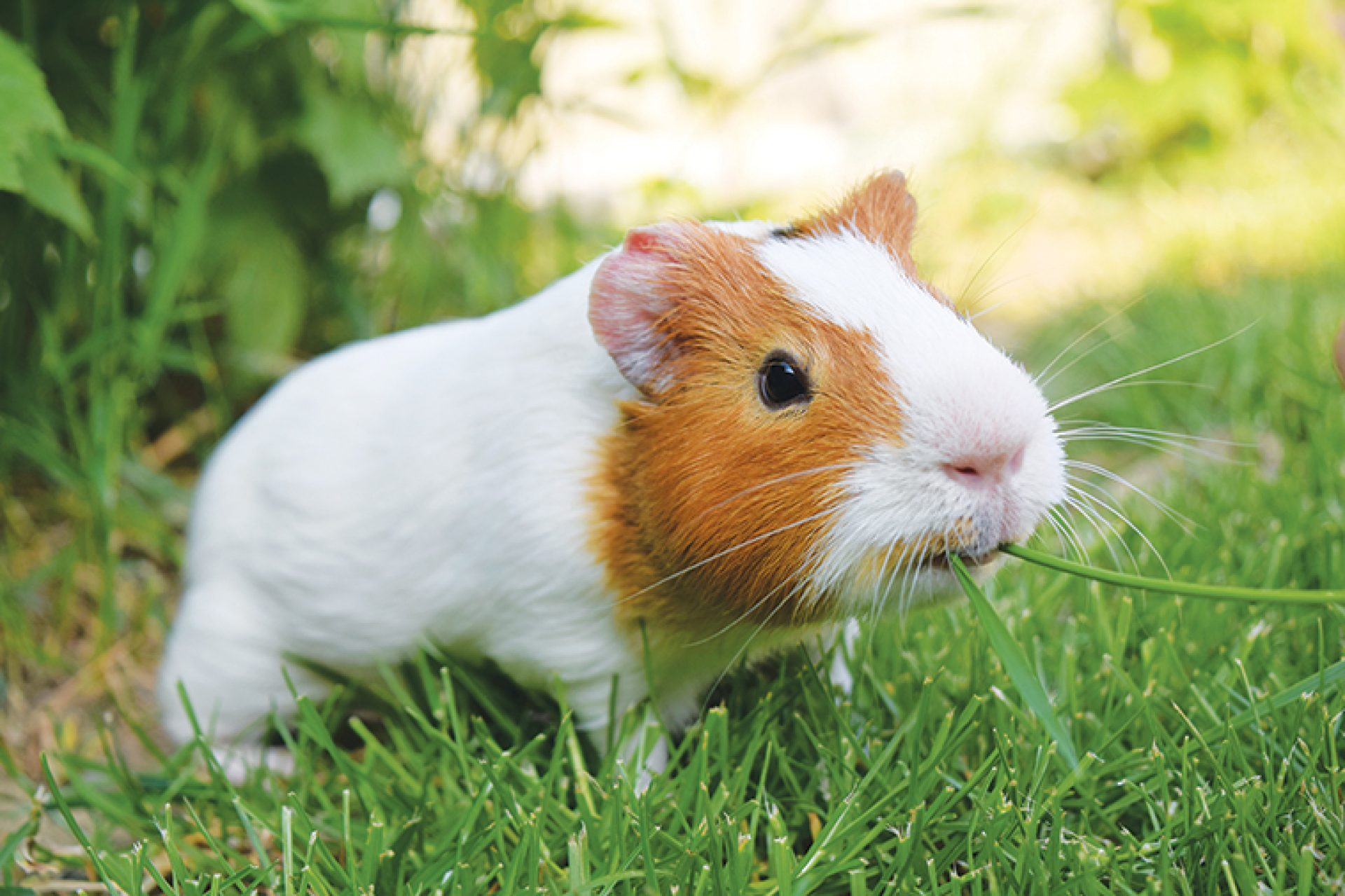 Cavia domestica o porcellino d'India | Pet Family