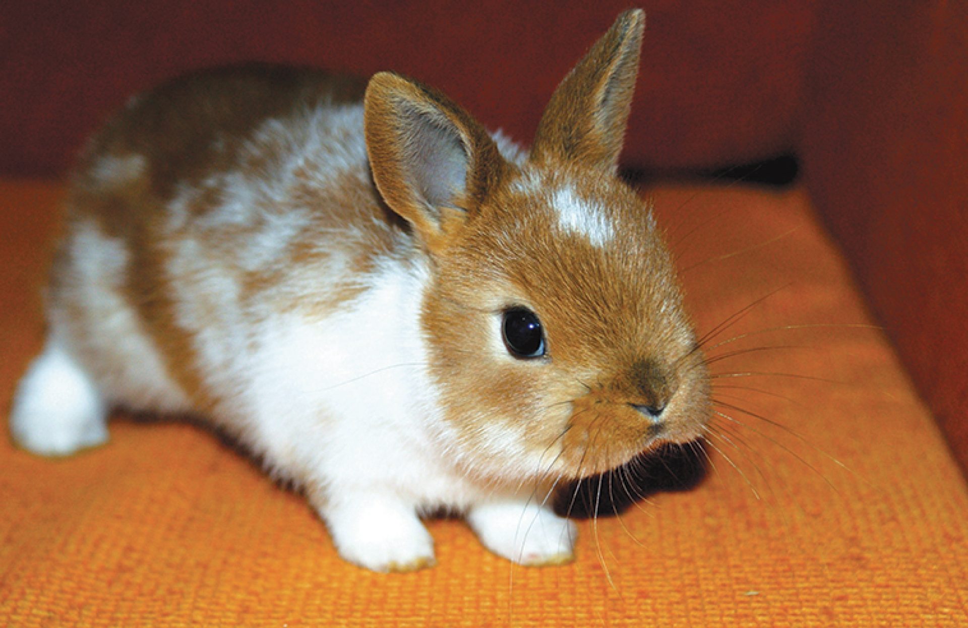 L'ambiente del Coniglio | Pet Family