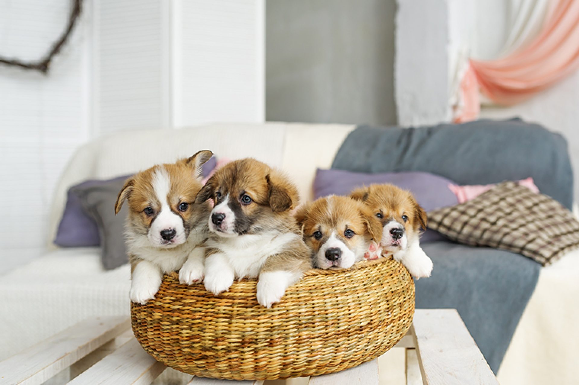 Il pedigree del cane tutto ciò che devi sapere | Pet Family
